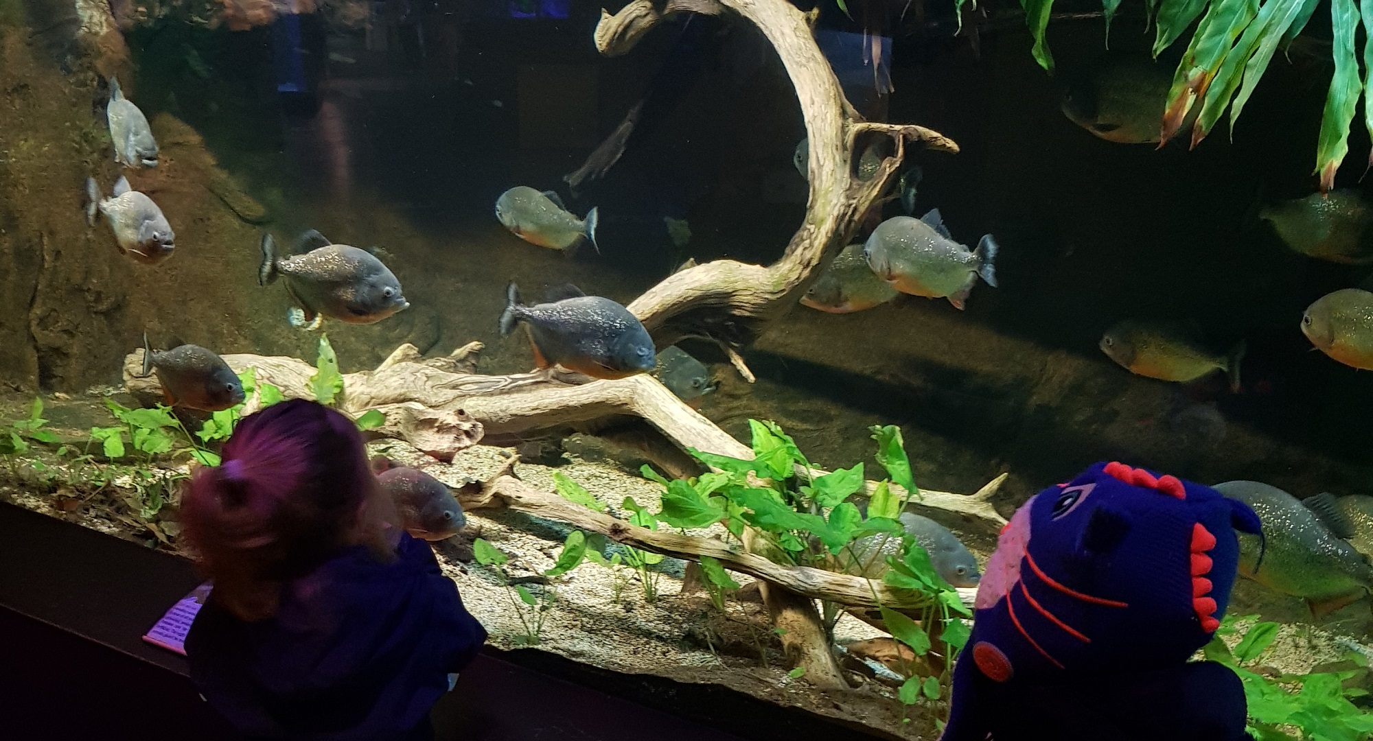 Spend a day in Fife - Forever Edinburgh