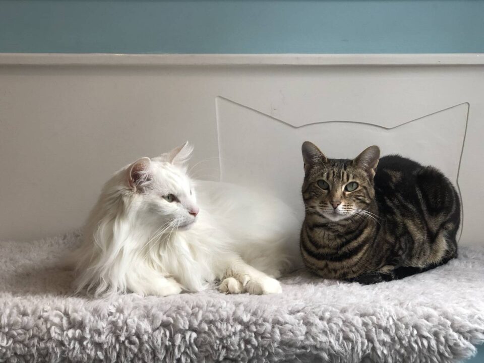 Maison de Moggy - Forever Edinburgh