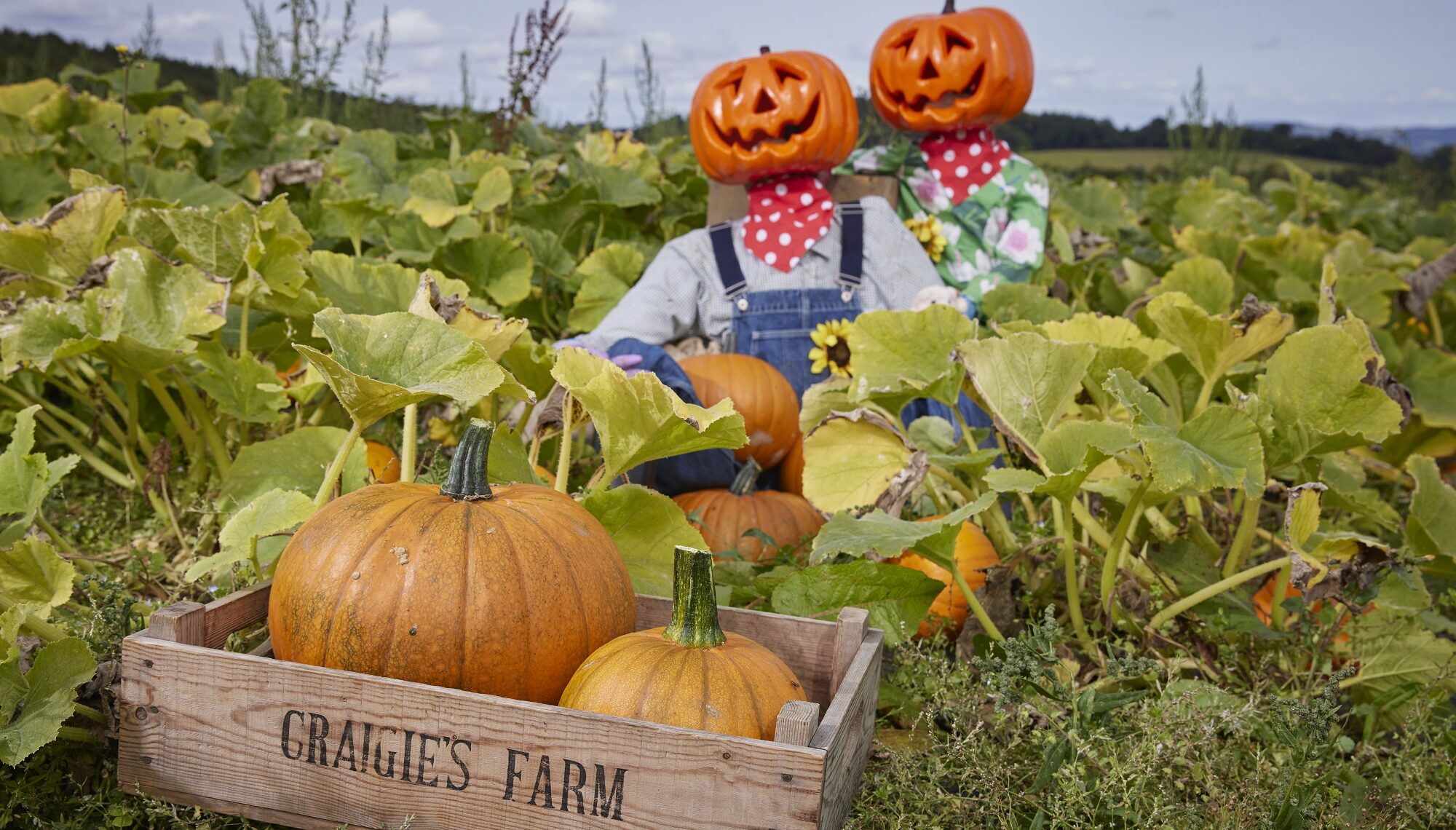 Pumpkin picking in Edinburgh - Forever Edinburgh