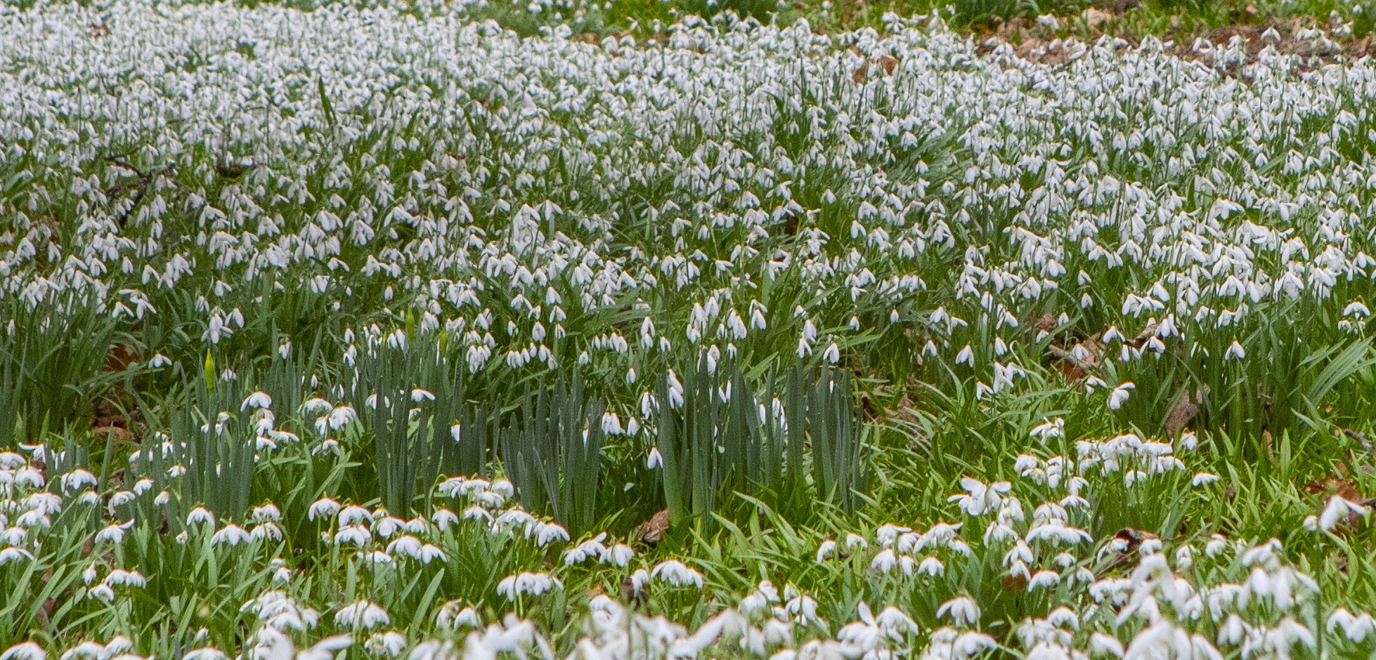 Snowdrop and Spring Interest Walks - Forever Edinburgh