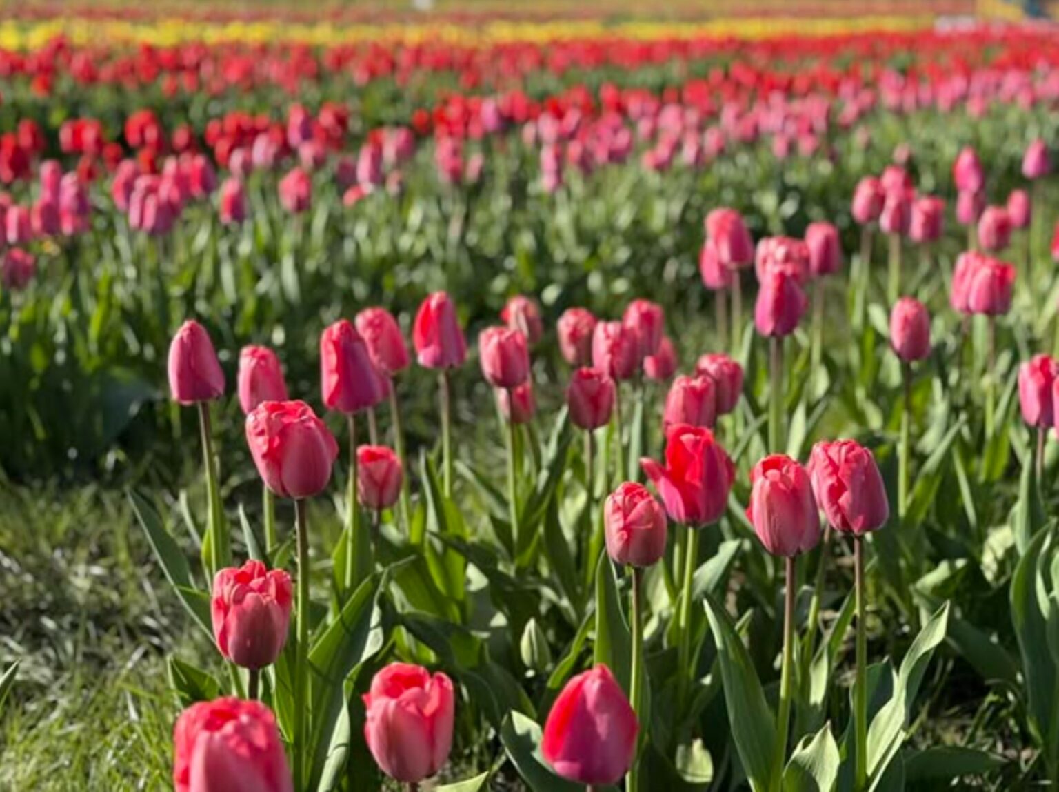 Scottish Tulip Festival - Forever Edinburgh